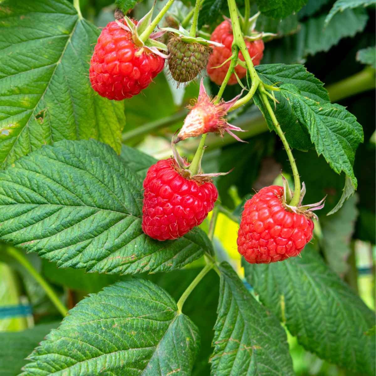 Berry growers and agronomists – Our perfect produce experts ...