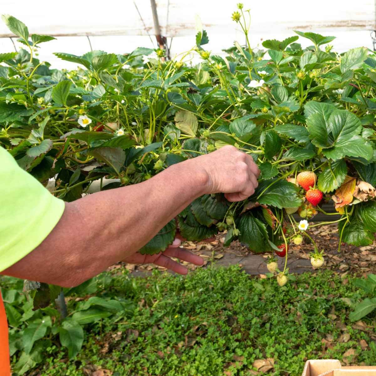 Berry growers and agronomists – Our perfect produce experts ...