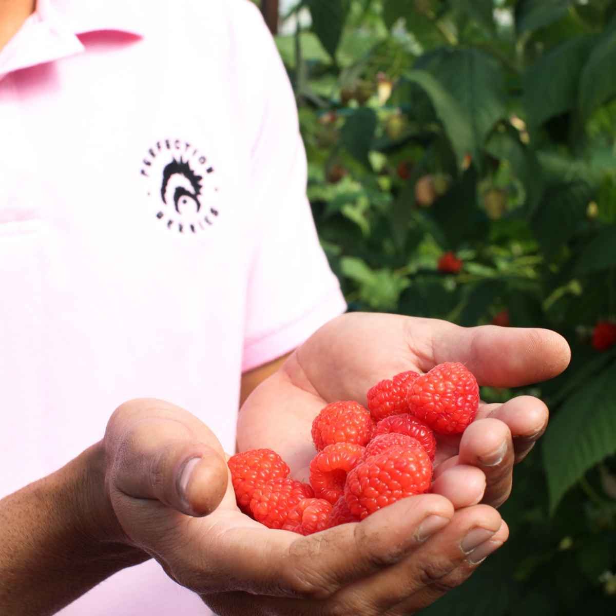 Berry growers and agronomists – Our perfect produce experts ...