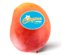 Growing tradition, embracing innovation: The story behind Calypso ...