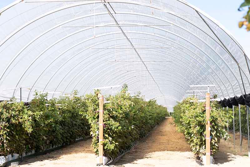 How do Raspberries Grow on a Raspberry Farm? | Perfection Fresh Australia.