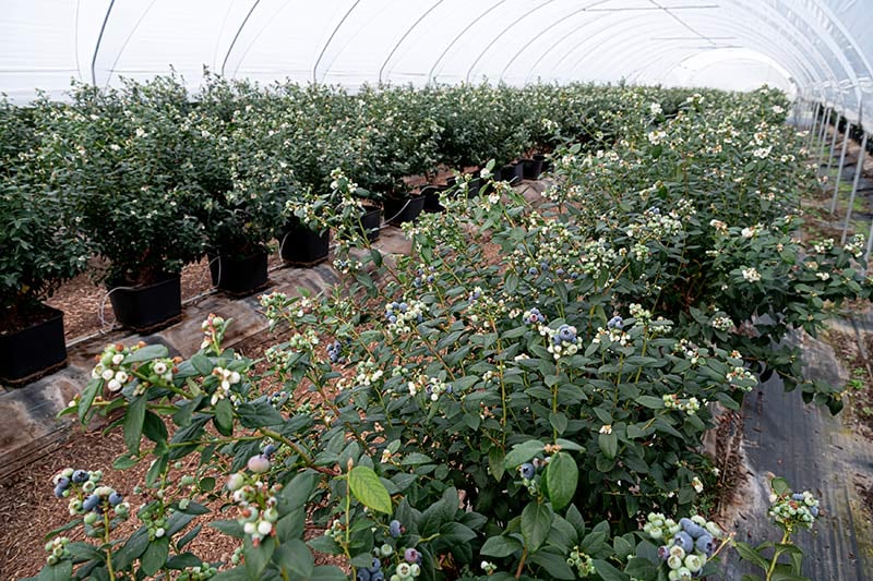 Excellence in berry farming: how Perfection Fresh combines tradition ...