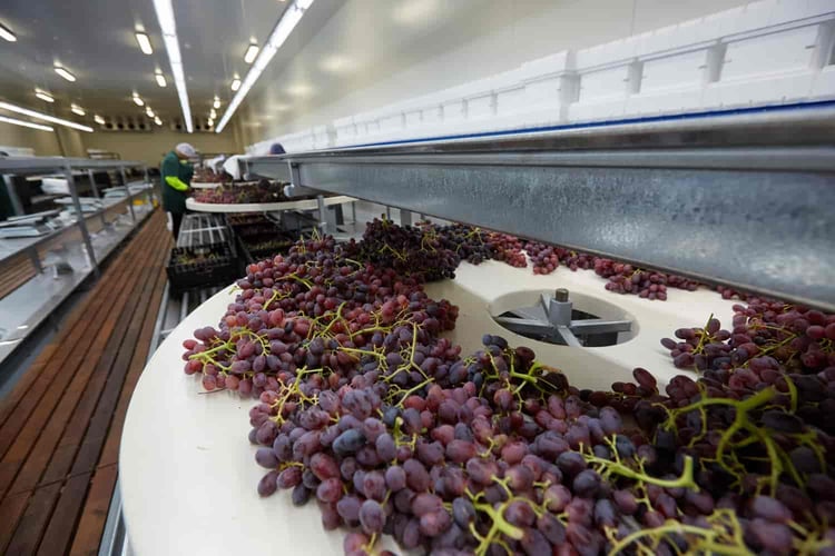 What are table grapes and how they're grown | Perfection Fresh Australia.