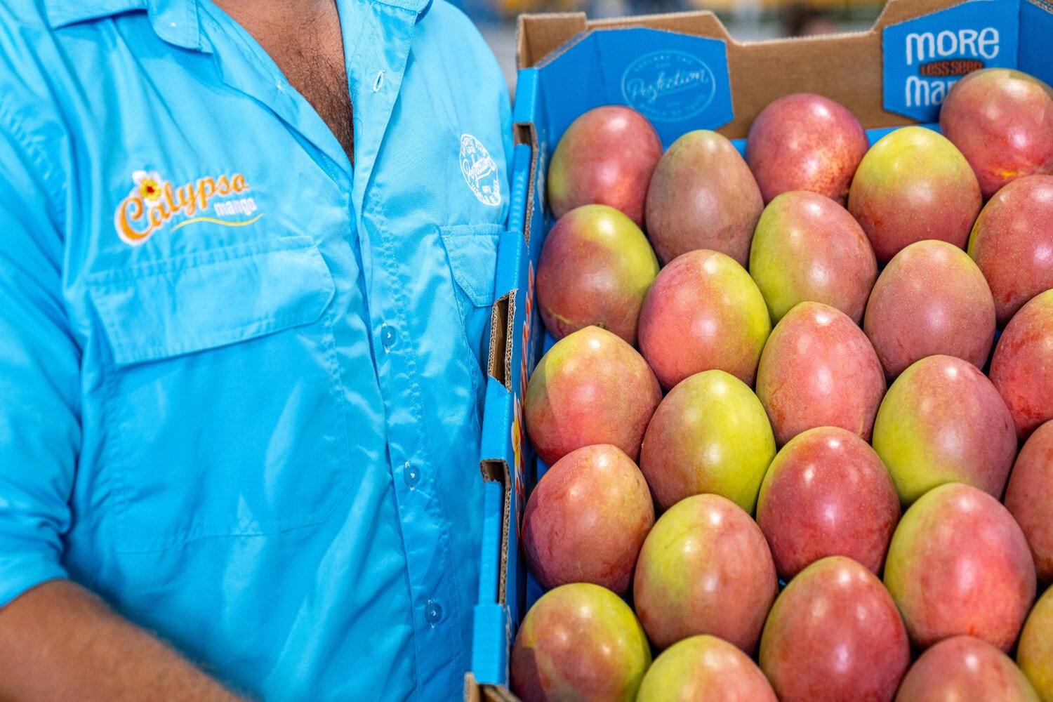 Growing tradition, embracing innovation: The story behind Calypso ...