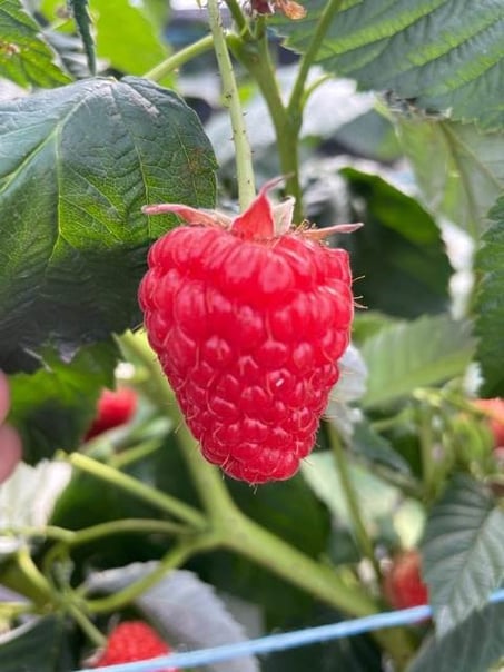 How do Raspberries Grow on a Raspberry Farm? | Perfection Fresh Australia.