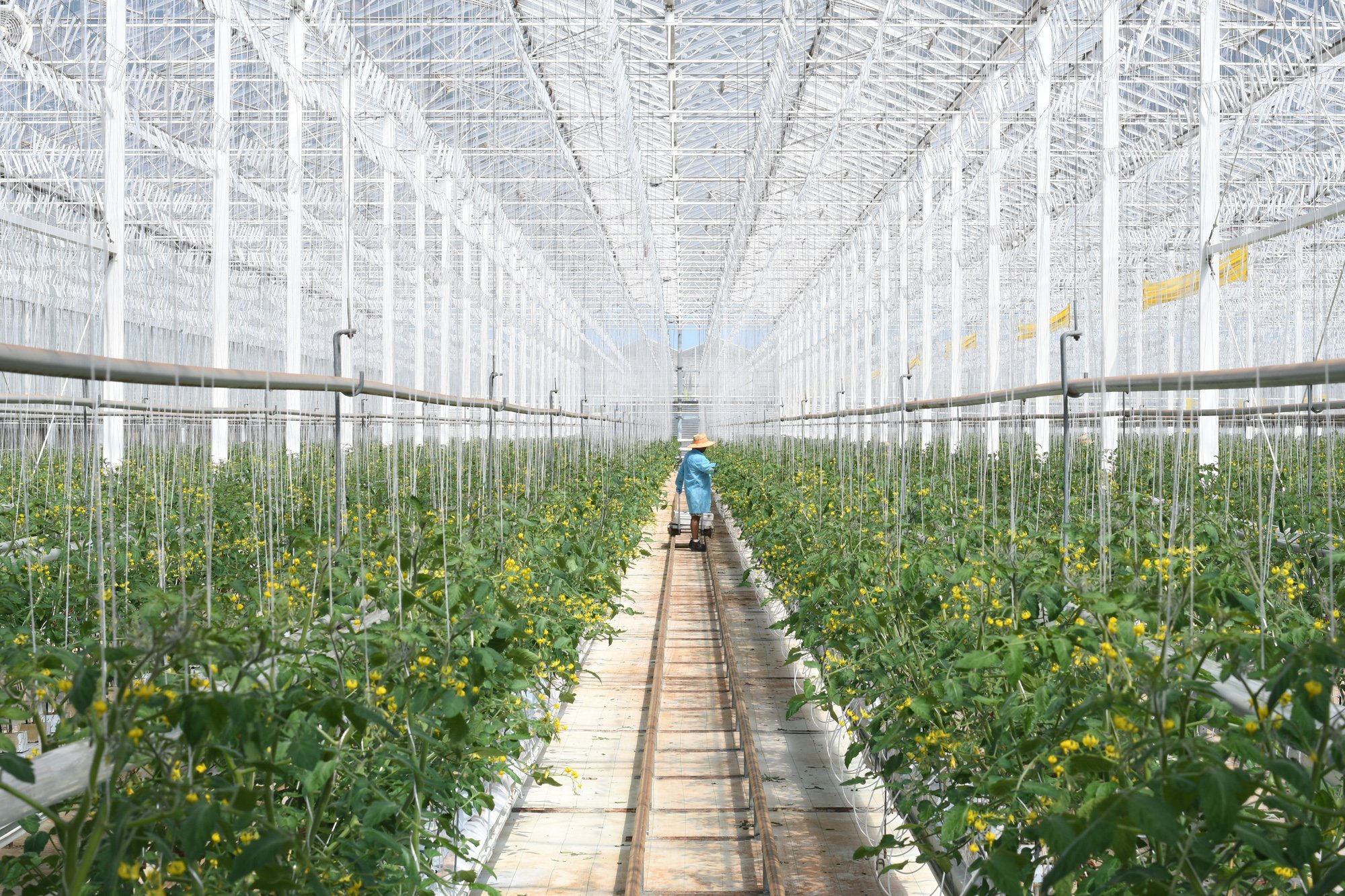 From seed to snack: The journey of Qukes® baby cucumbers | Perfection ...