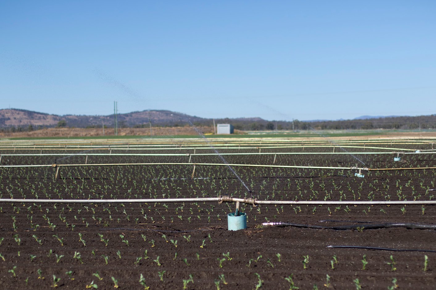 Meet the Grower: Campsey Ash Farms | Perfection Fresh Australia.