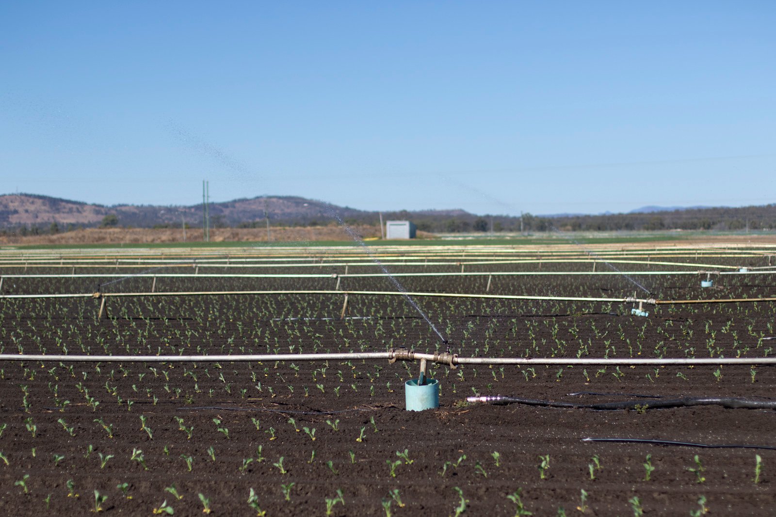 Meet the Grower: Campsey Ash Farms | Perfection Fresh Australia.