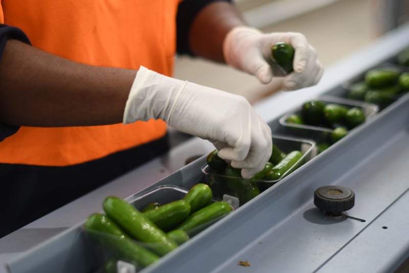 From seed to snack: The journey of Qukes® baby cucumbers | Perfection ...