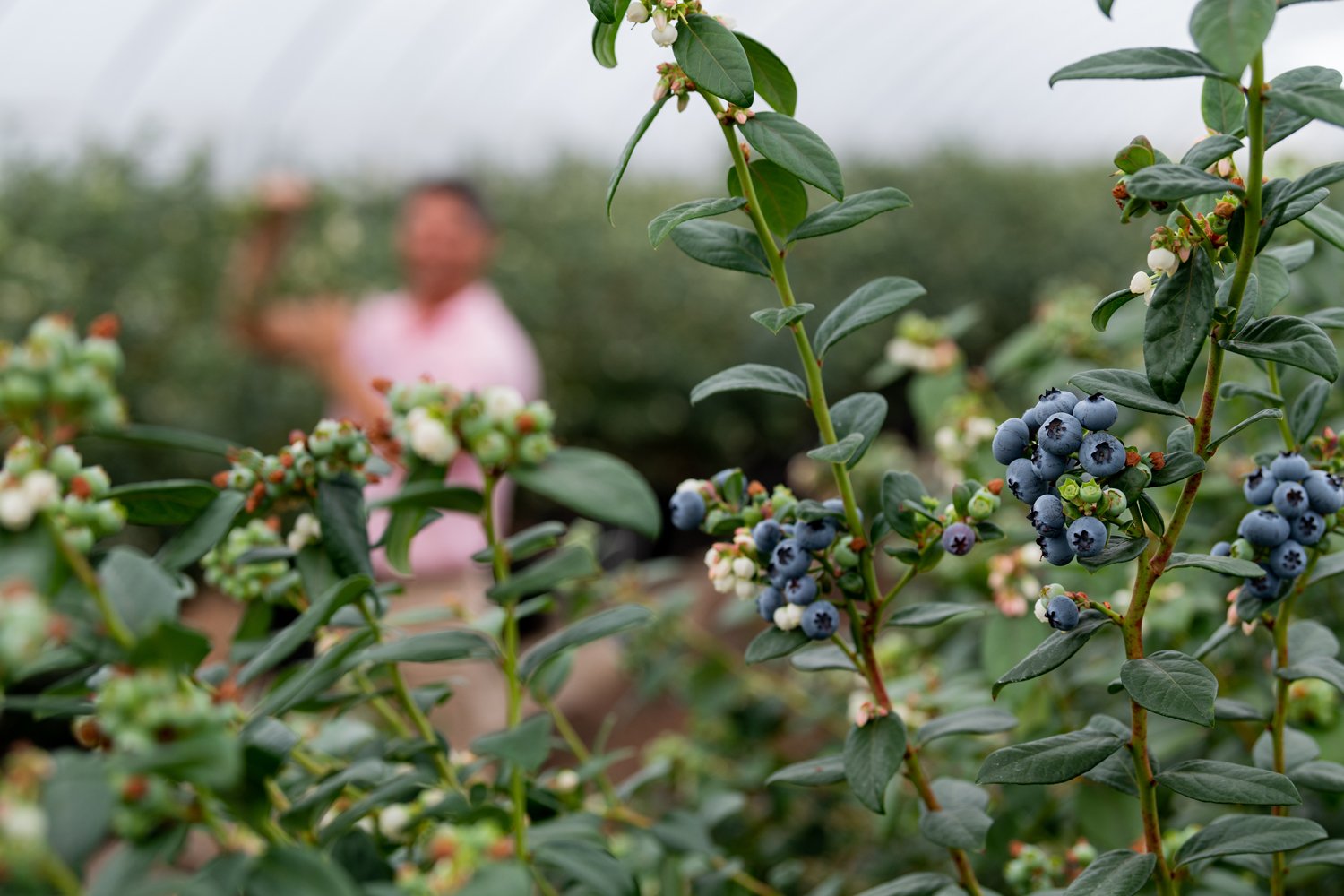 Excellence in berry farming: how Perfection Fresh combines tradition ...