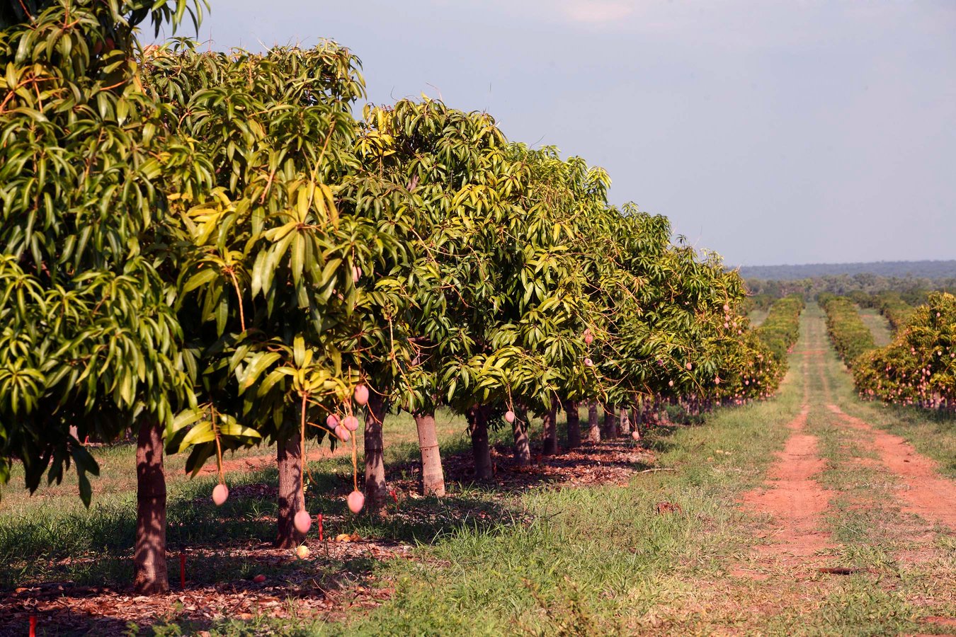 From tree to trolley: The journey of Calypso® mangoes | Perfection ...