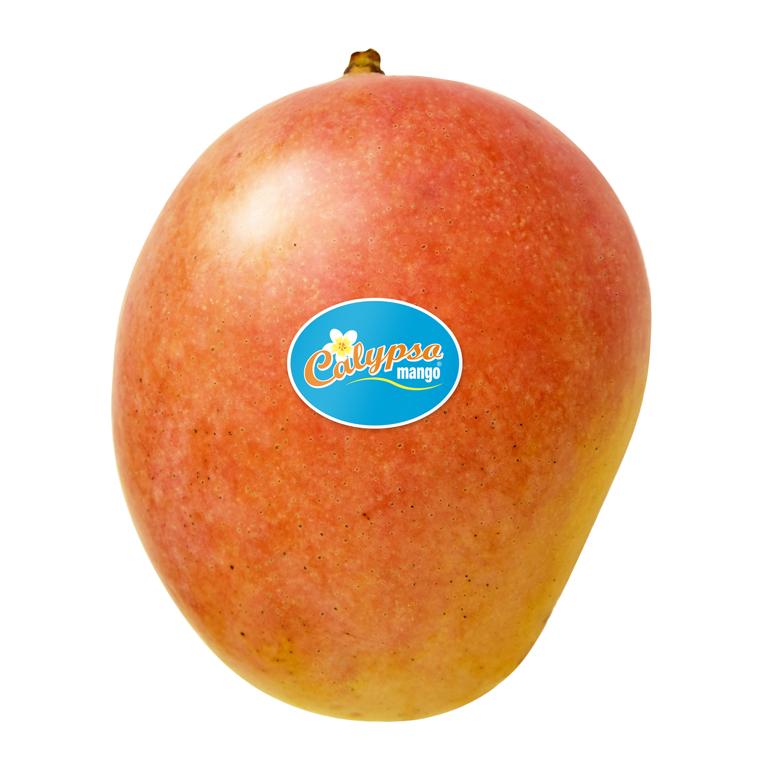 From tree to trolley: The journey of Calypso® mangoes | Perfection ...