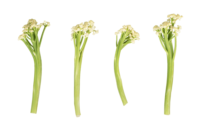 Flower Power: Fioretto® the Pick of the Bunch | Perfection Fresh Australia.