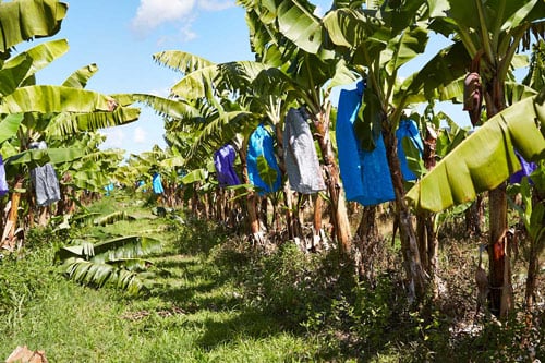 Red Tip® Bananas & Sustainable Farming Practices | Perfection Fresh ...
