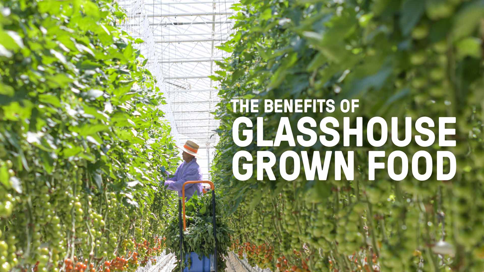 Home | Perfection Fresh Australia.