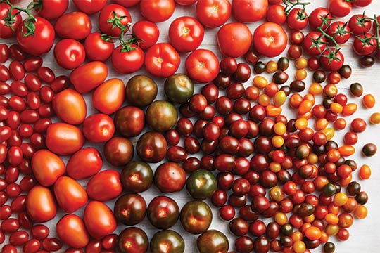 How to with Mix-a-Mato® Tomatoes | Perfection Fresh Australia