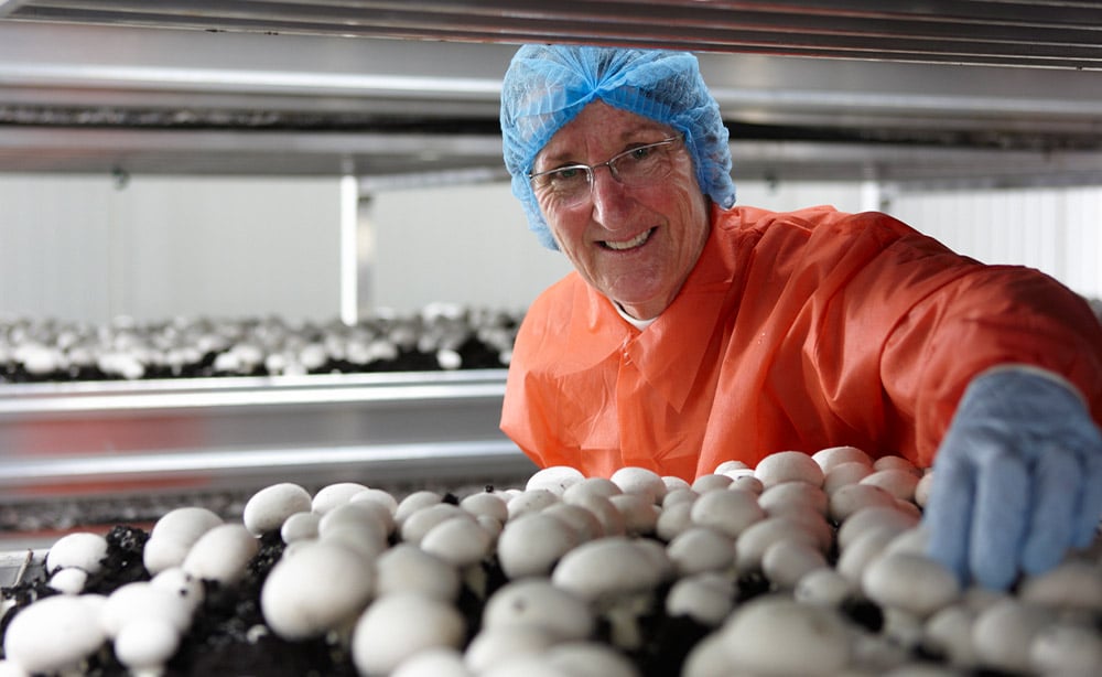 Find our fresh produce at major retailers, independents and markets.