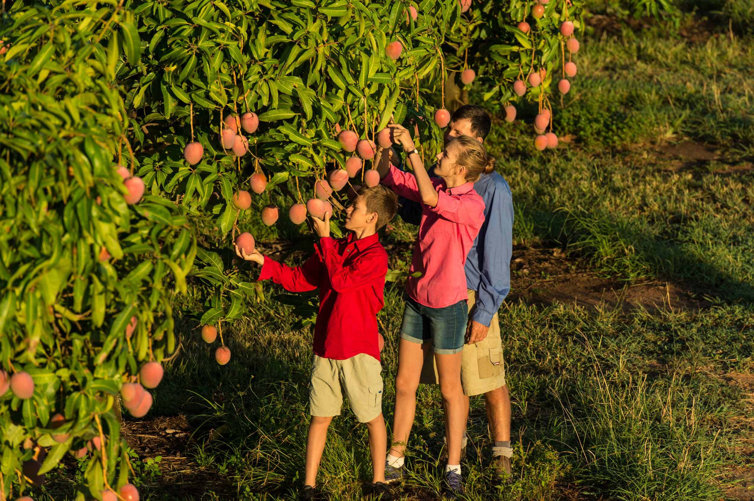 our-company | Perfection Fresh Australia